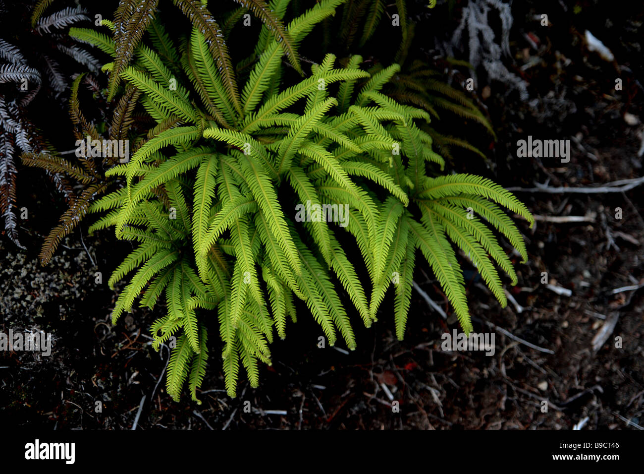Fern, New Zealand Stock Photo - Alamy