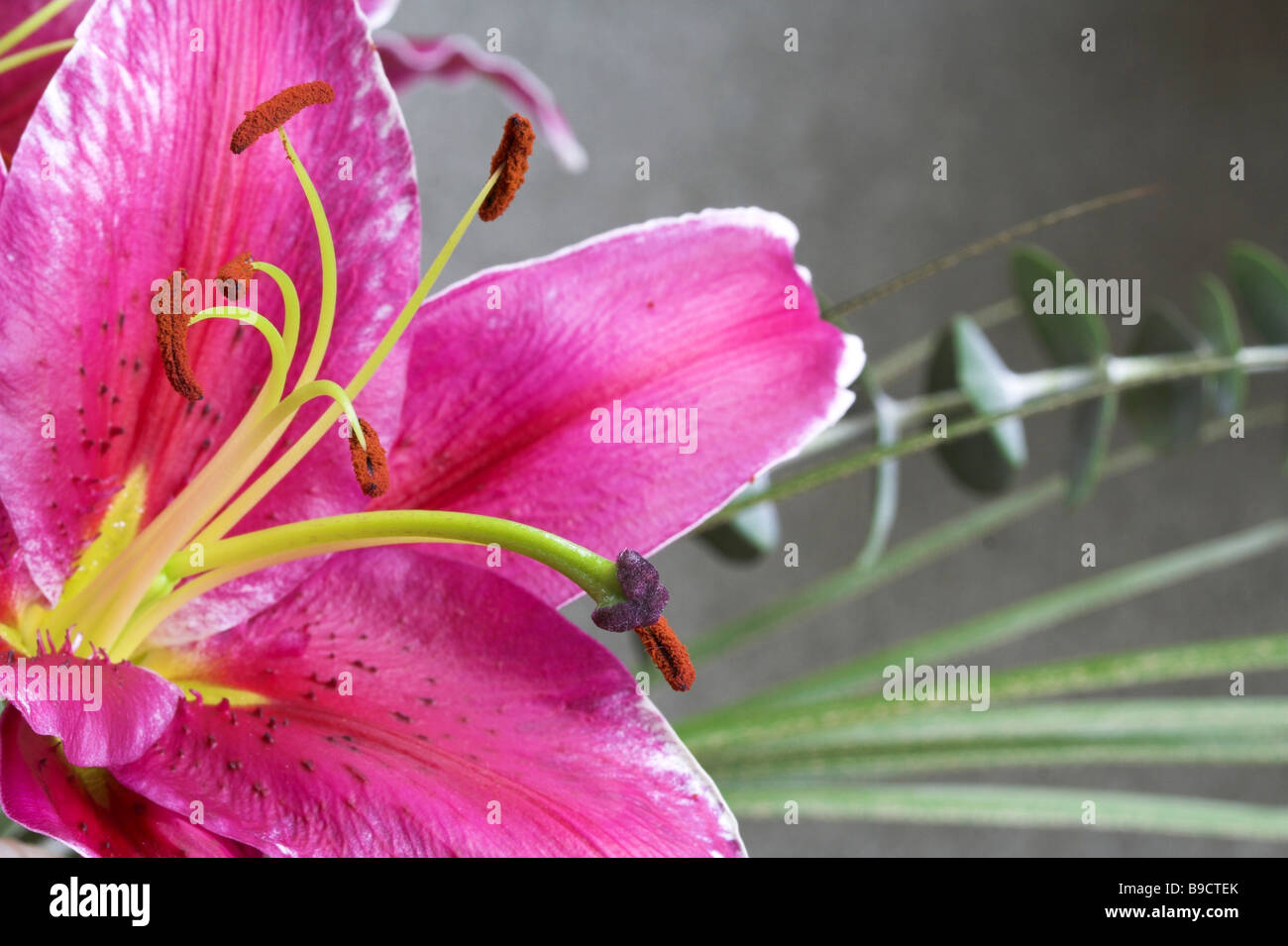 Tiger lilly leaf hi-res stock photography and images - Alamy