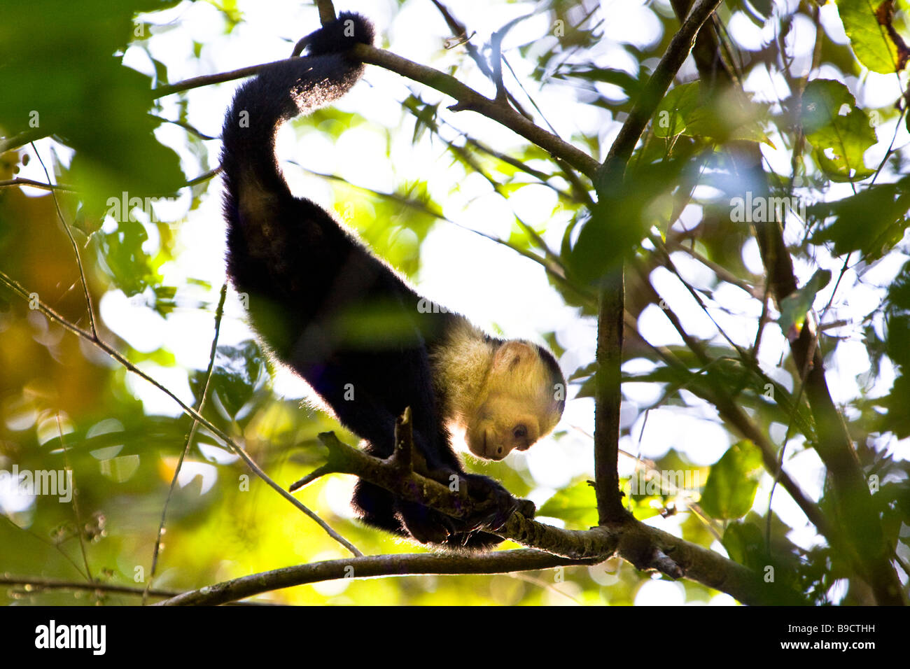 White-faced Capuchin (Cebus capucinus) in a tree at Manuel Antonio ...