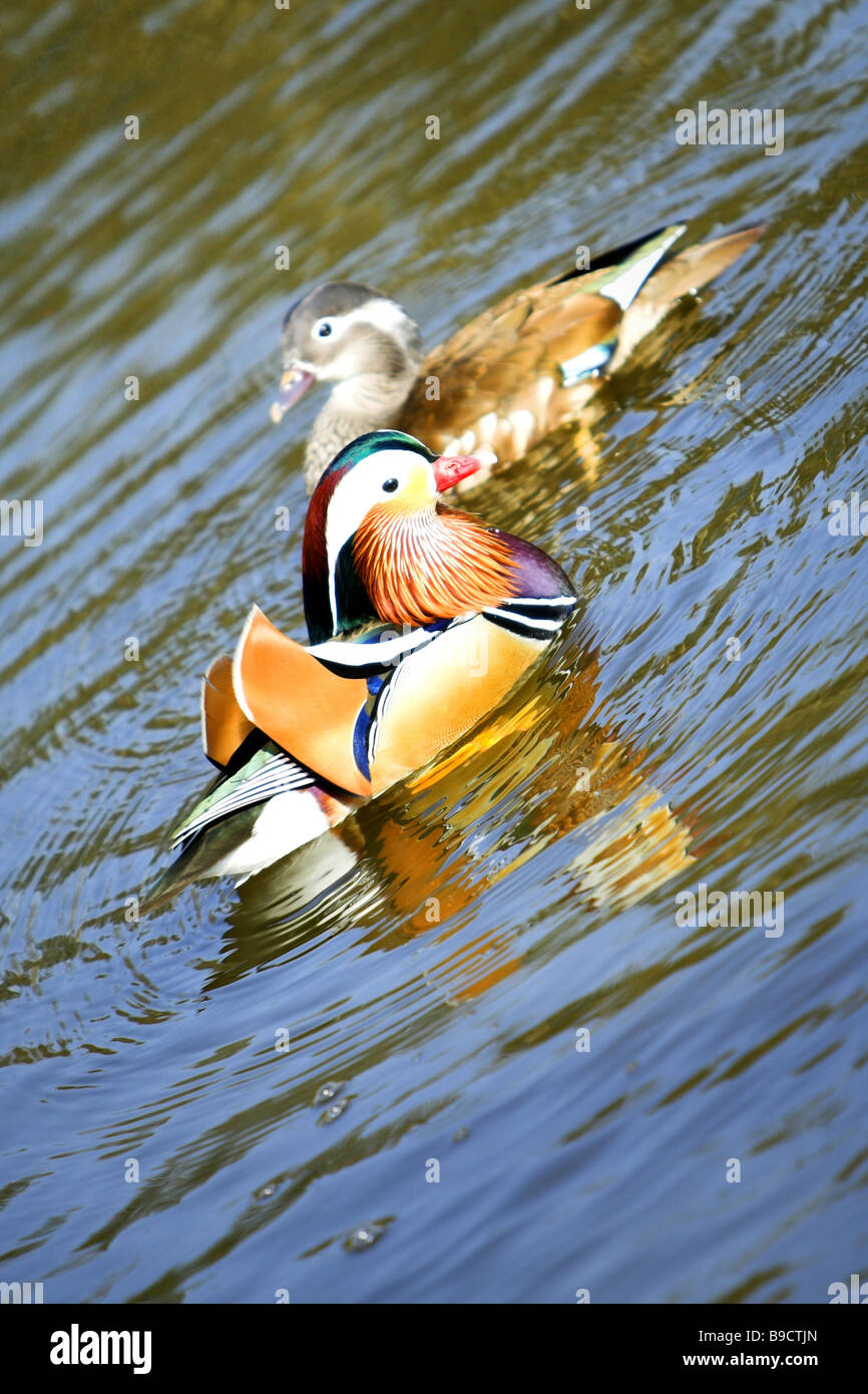 Mandarin duck swimming on lake hi-res stock photography and images - Alamy