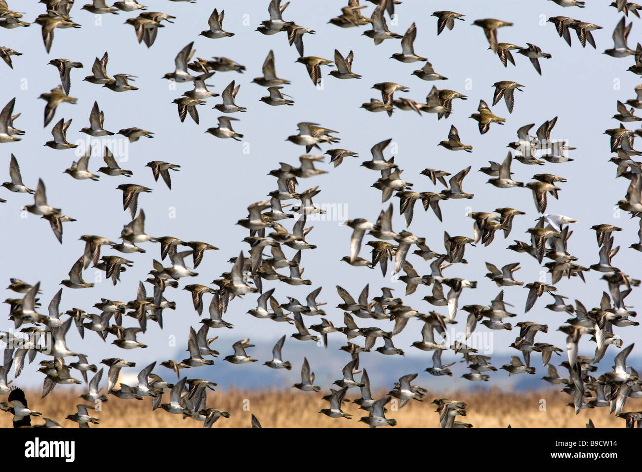 A flight of Golden Plovers in winter plumage over reedbeds Stock Photo ...