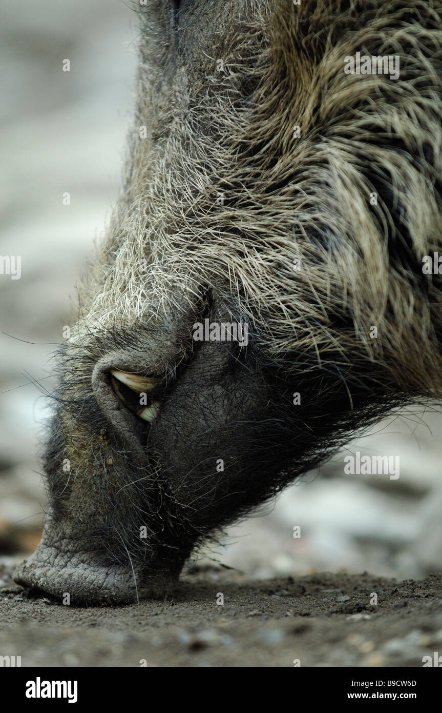 Male wild boar snout, Sus scrofa scrofa, in Saarland region - Germany ...