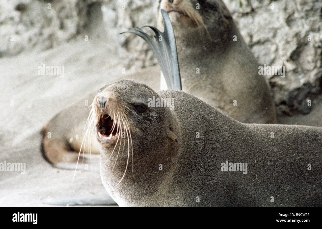 Fur seals Commander Islands Stock Photo - Alamy