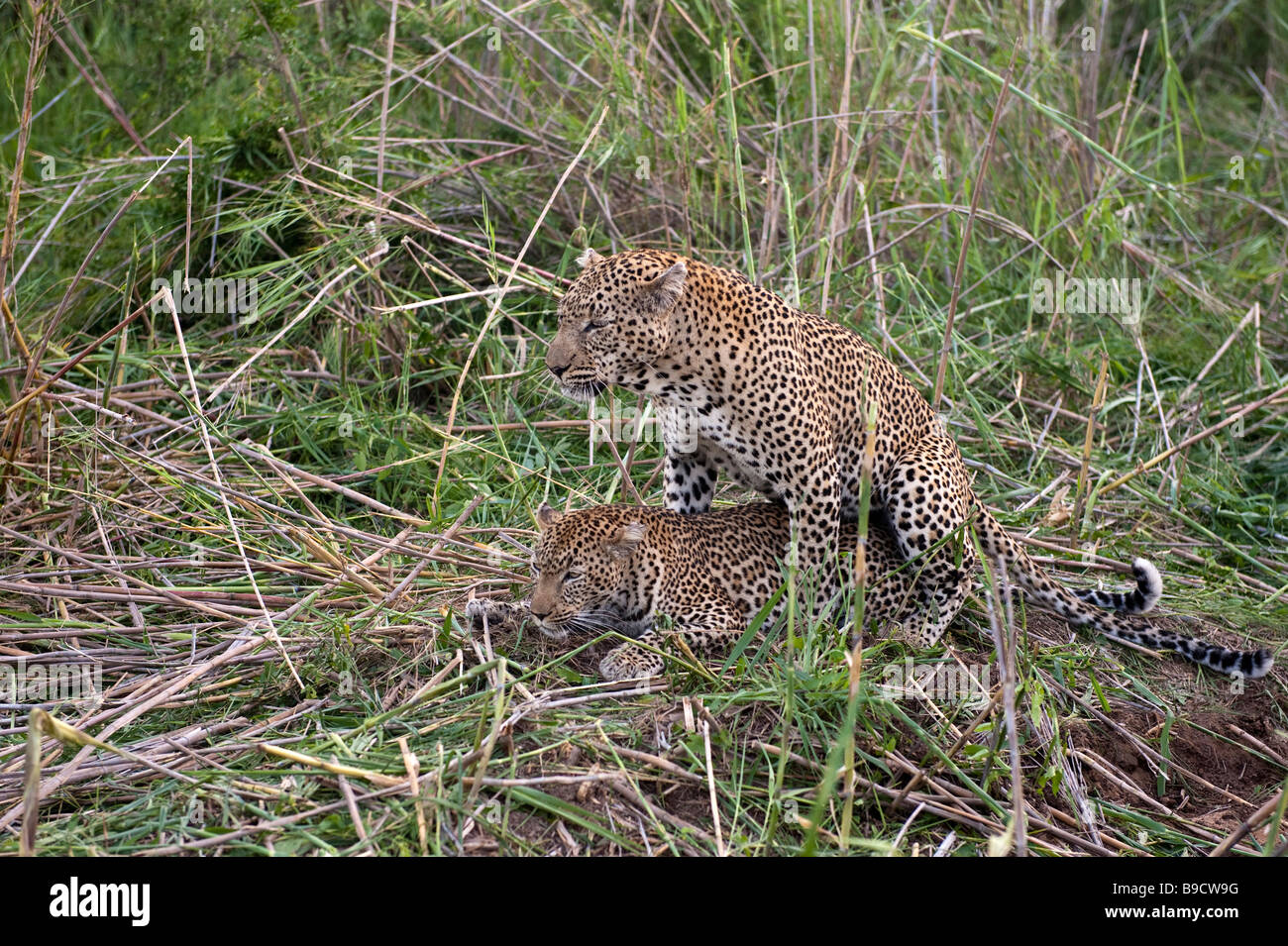 This is a once in a lifetime shot of mating leopards at Kruger national ...