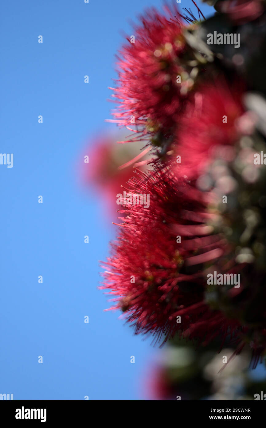 Rata flowers hi-res stock photography and images - Alamy