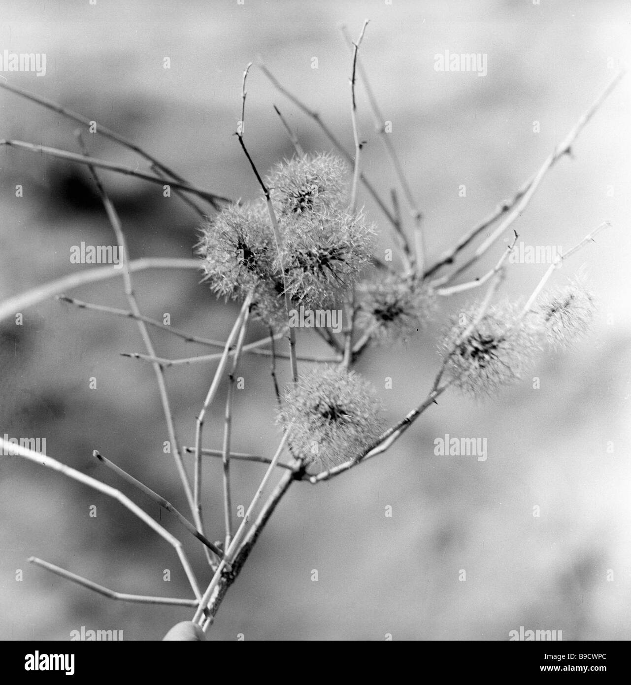 Seeds of a thistle plant Stock Photo - Alamy