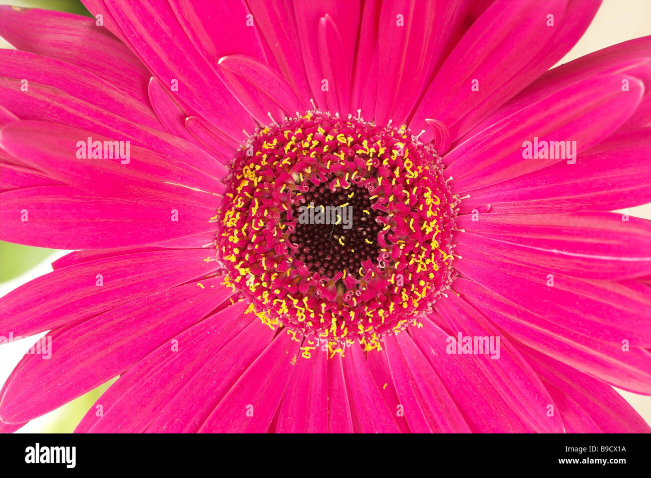 Extreme close up of the inside of a pink flower Stock Photo - Alamy