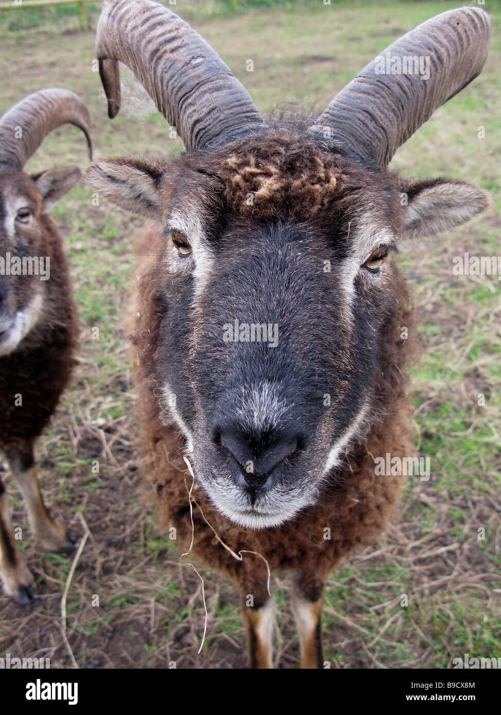 Soay sheep hi-res stock photography and images - Alamy