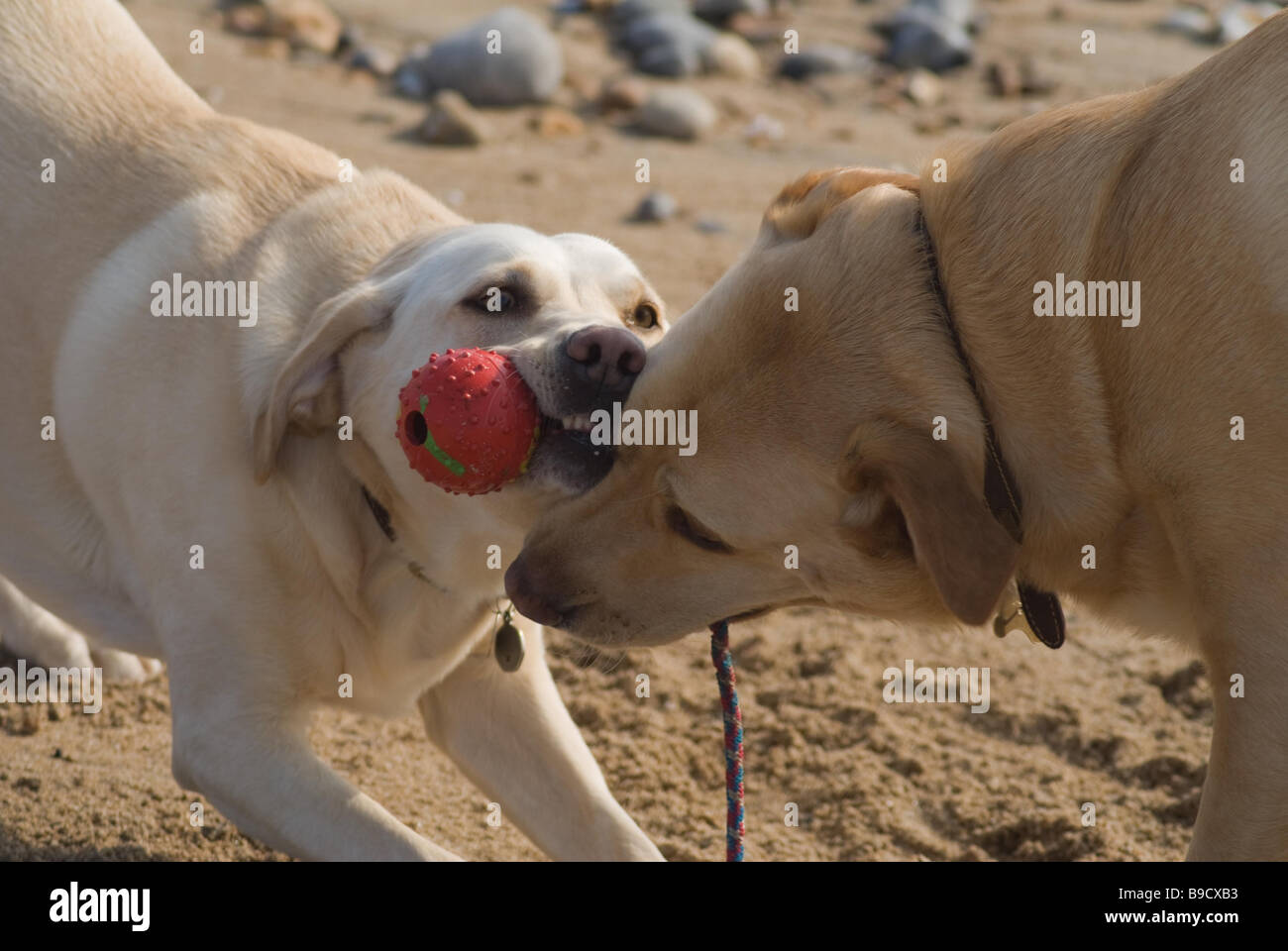 Golden lab hi-res stock photography and images - Alamy