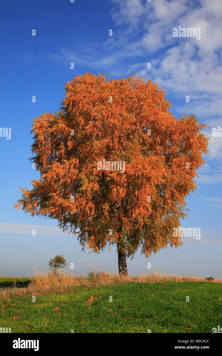 Birchtree in autumn Stock Photo - Alamy