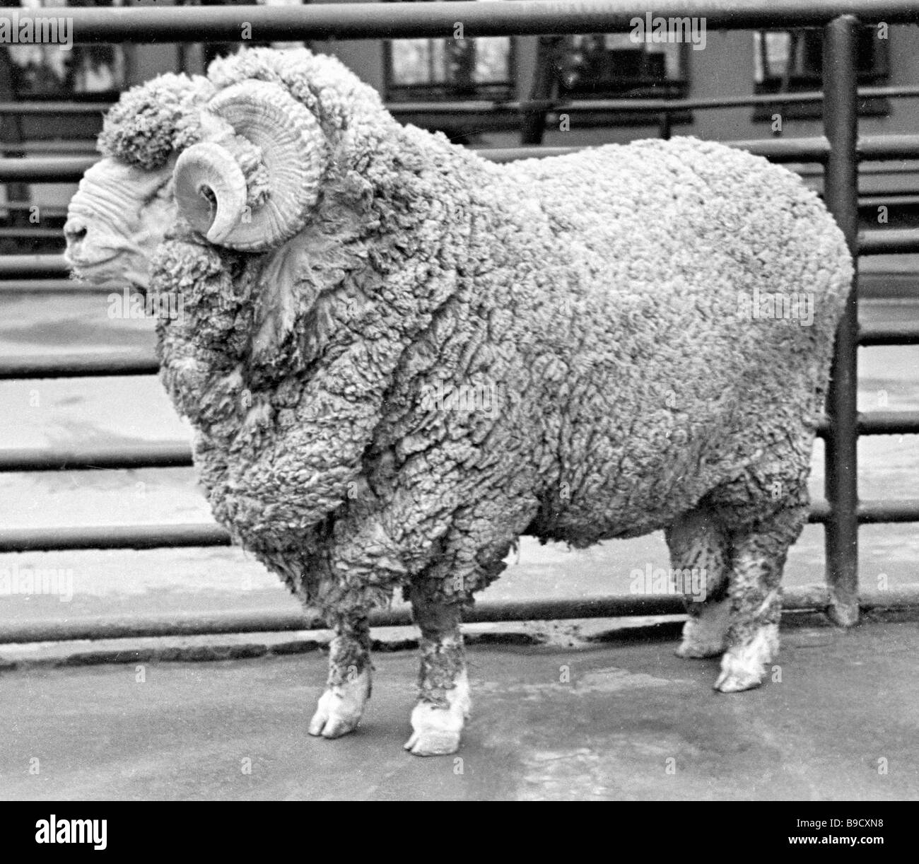 A ram raised in Turkmenia exhibited in the cattle breeding pavilion of ...