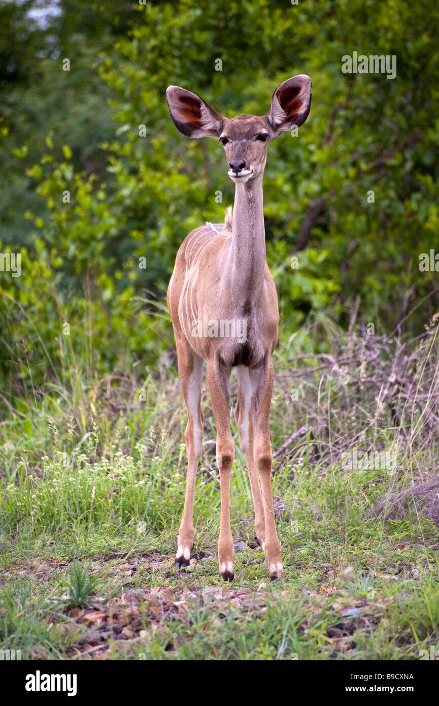 A female kudu a large species of antelope on a South African game farm ...