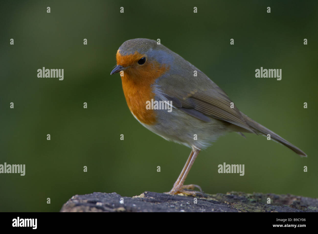 Garden robin hi-res stock photography and images - Alamy