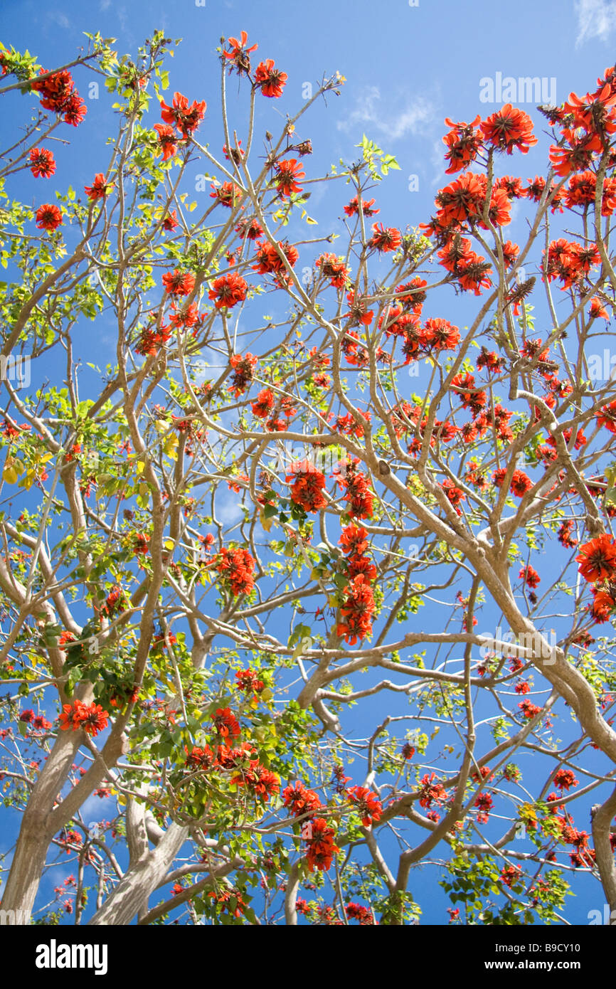 Coral tree hi-res stock photography and images - Alamy