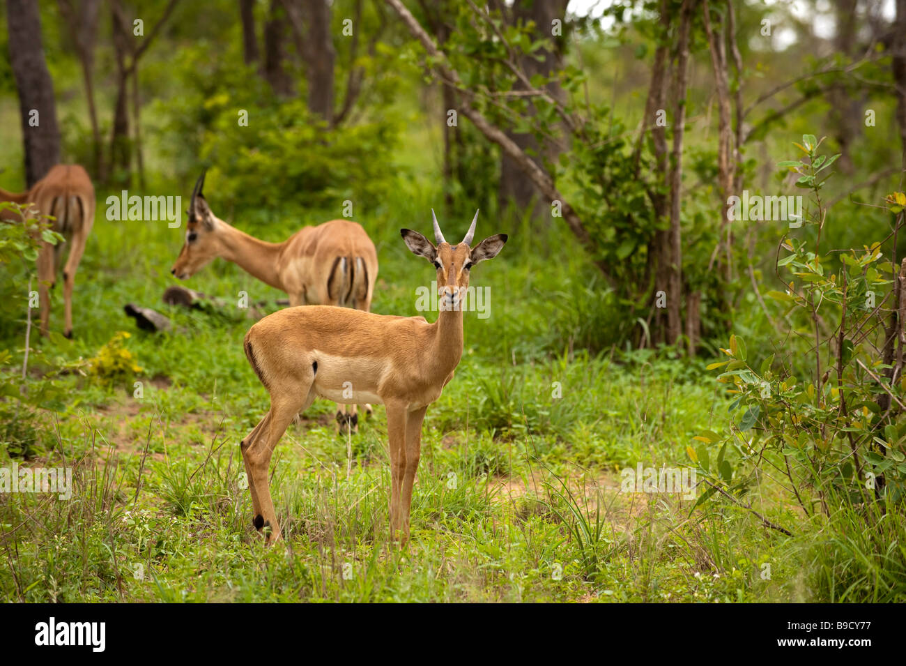 Powerful impala hi-res stock photography and images - Alamy