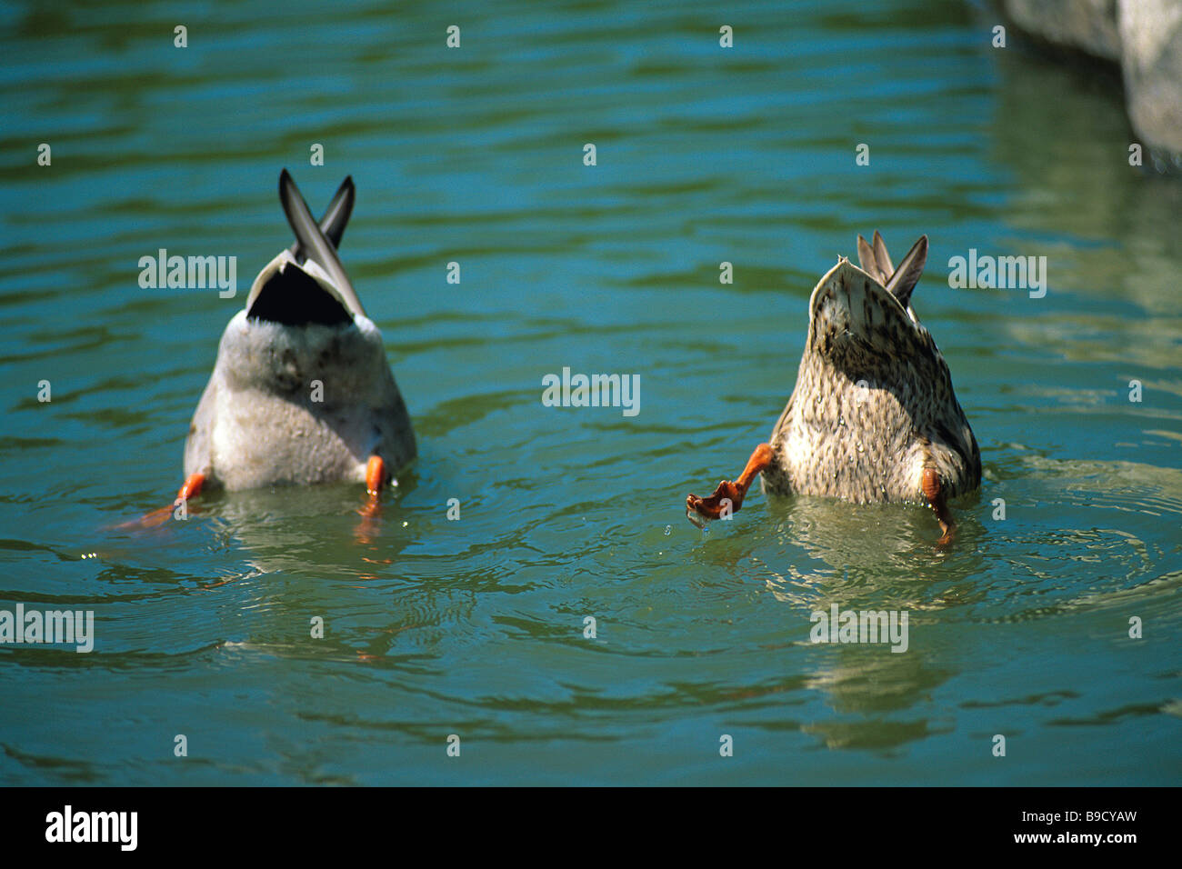 'Bottoms up' two ducks searching for food in a village pool Stock Photo ...