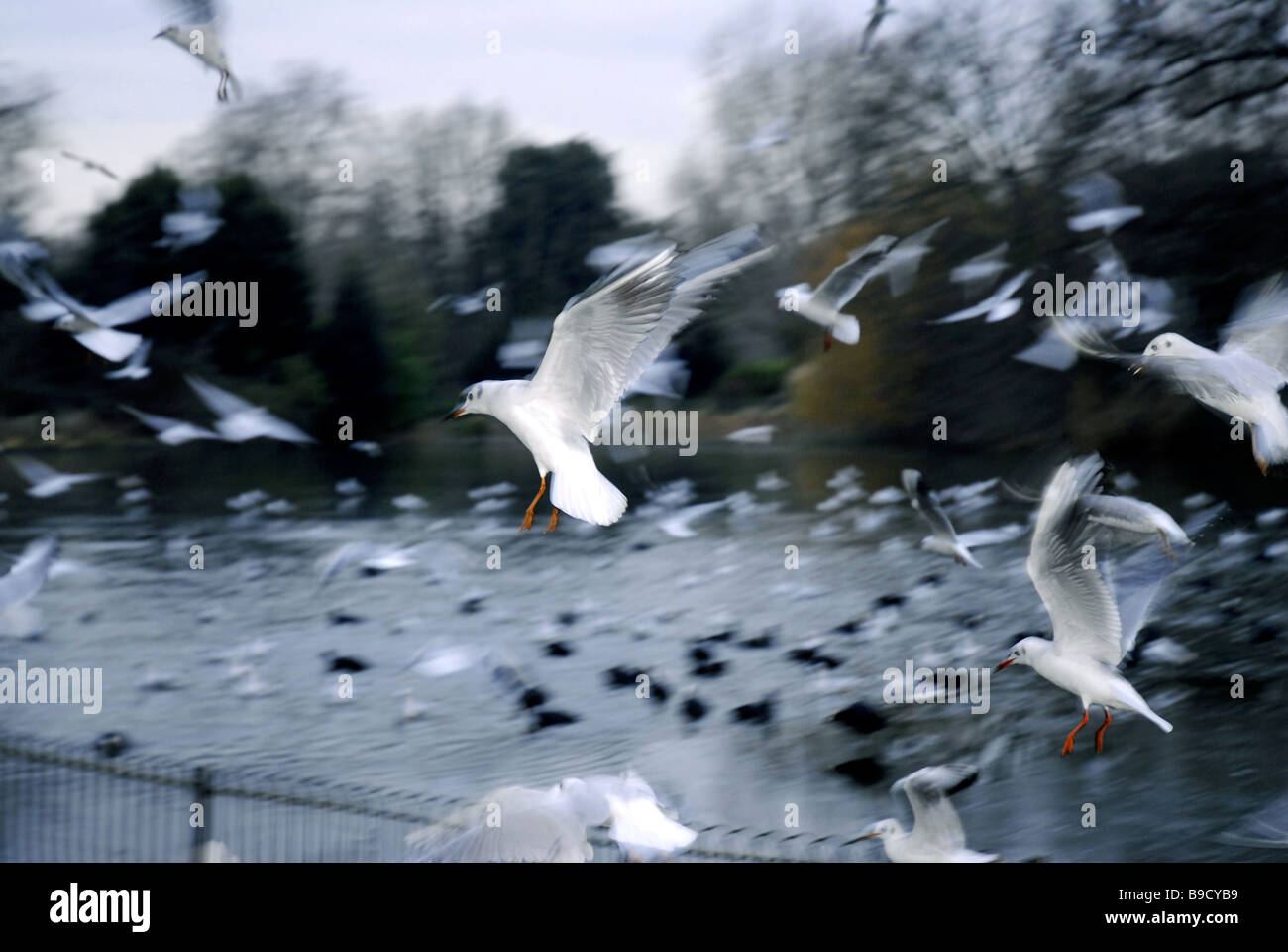 British gulls hi-res stock photography and images - Alamy