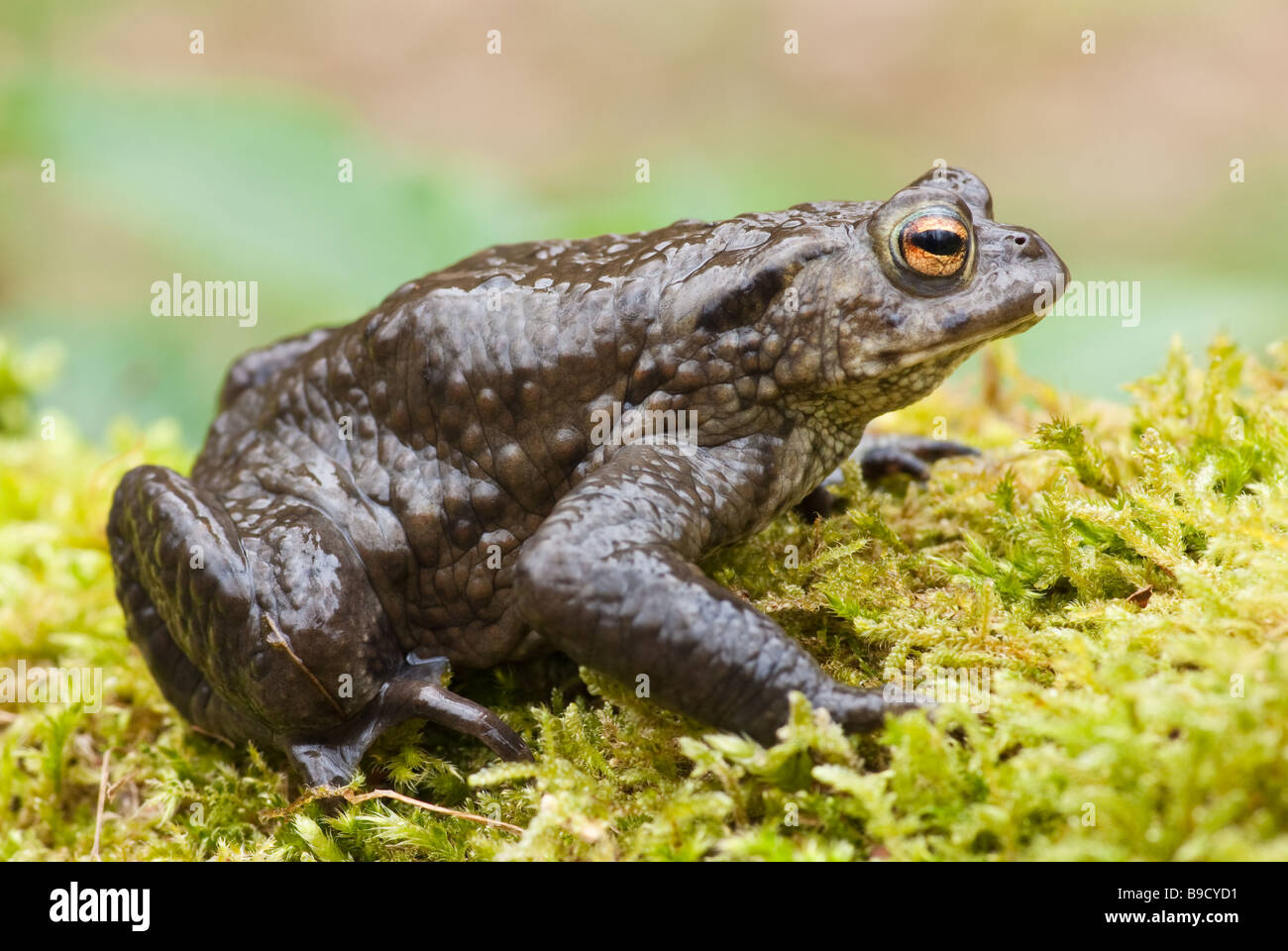 British common toad hi-res stock photography and images - Alamy
