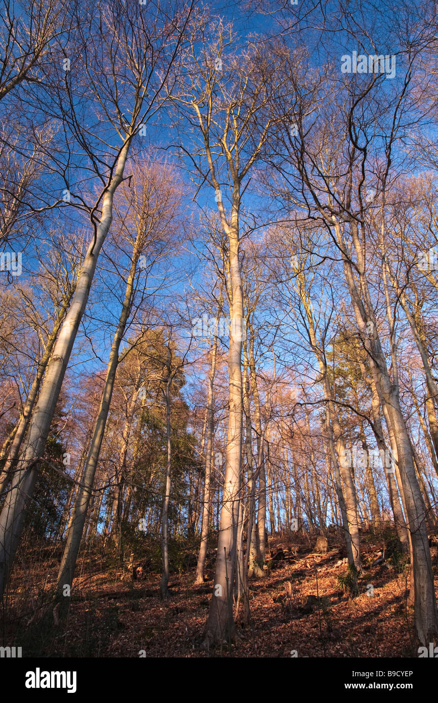 Trees, Kirkdale, North Yorkshire, England, UK Stock Photo - Alamy
