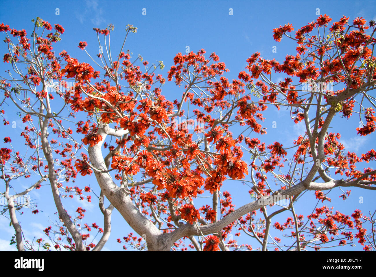 Coral tree hi-res stock photography and images - Alamy