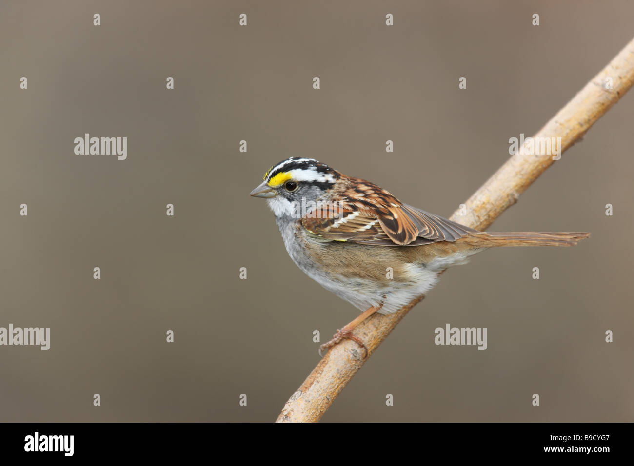 White-throated Sparrow (Zonotrichia albicollis), white-stripe morph ...