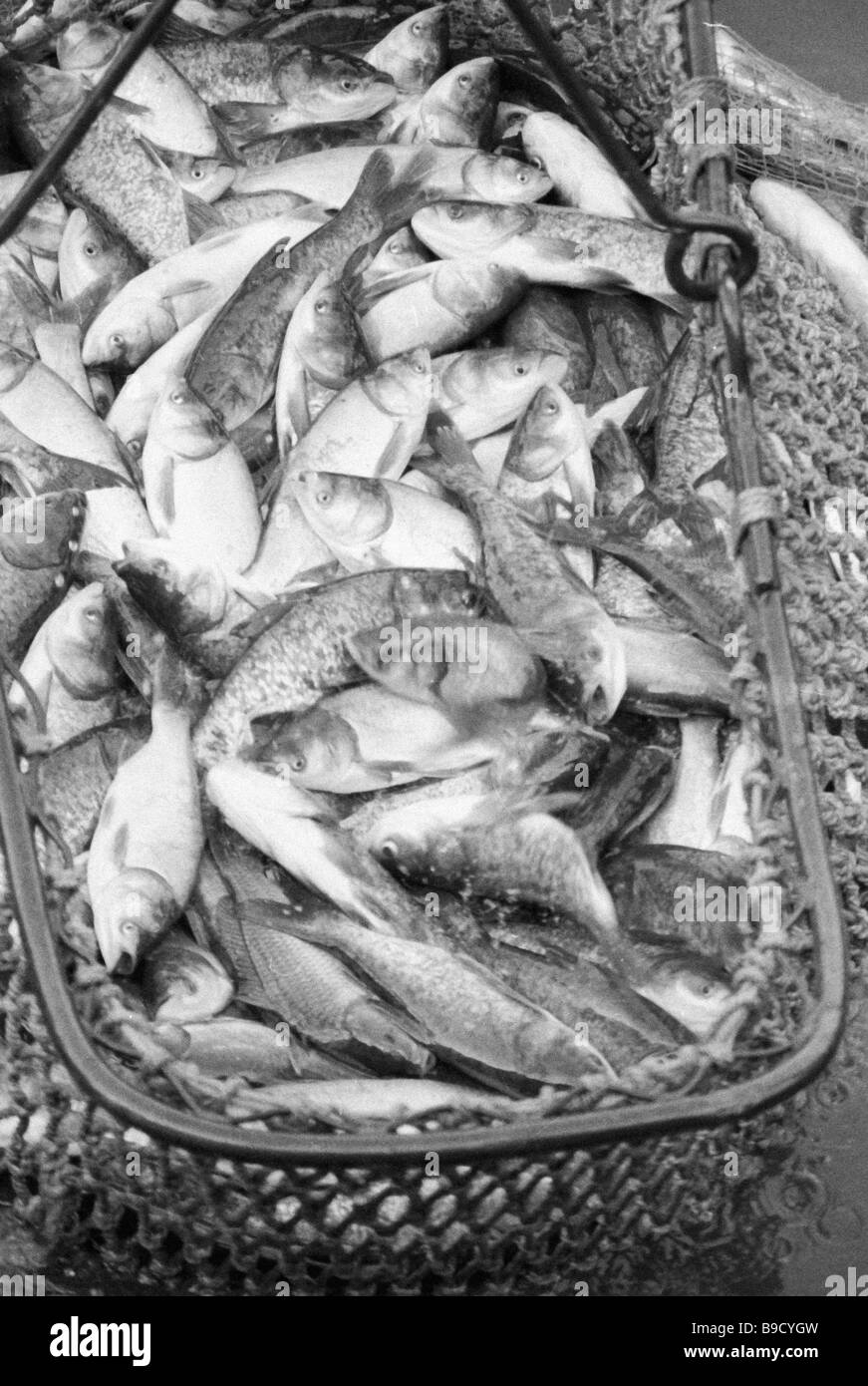 Fish from the Volga River Stock Photo - Alamy