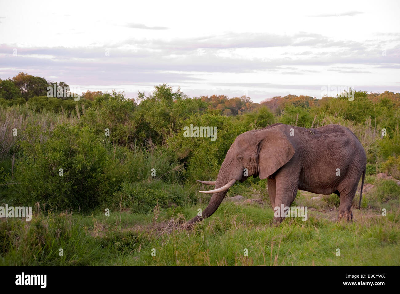 Male elephant in Kruger National park Stock Photo - Alamy