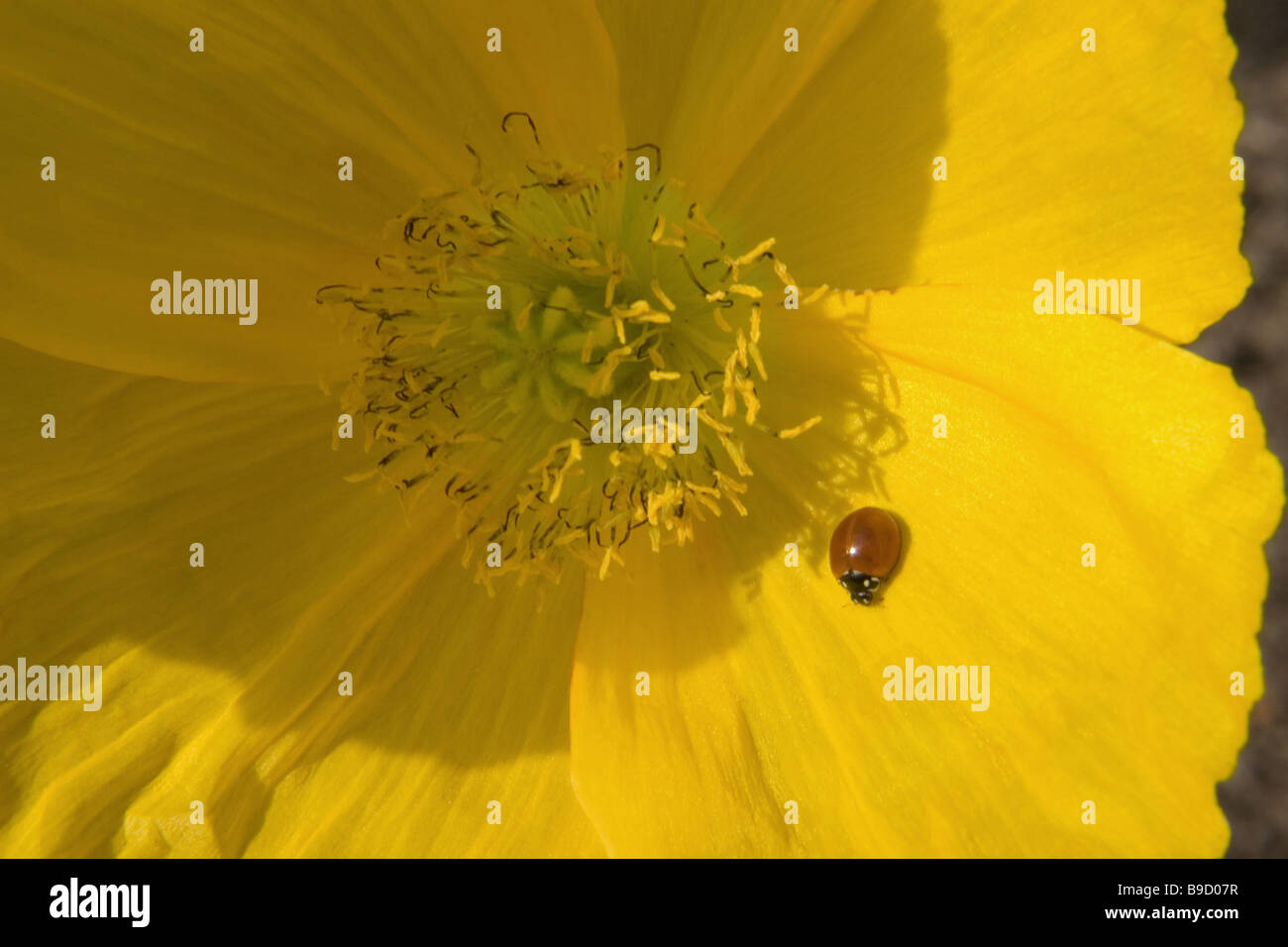 Ladybird shadow hi-res stock photography and images - Alamy