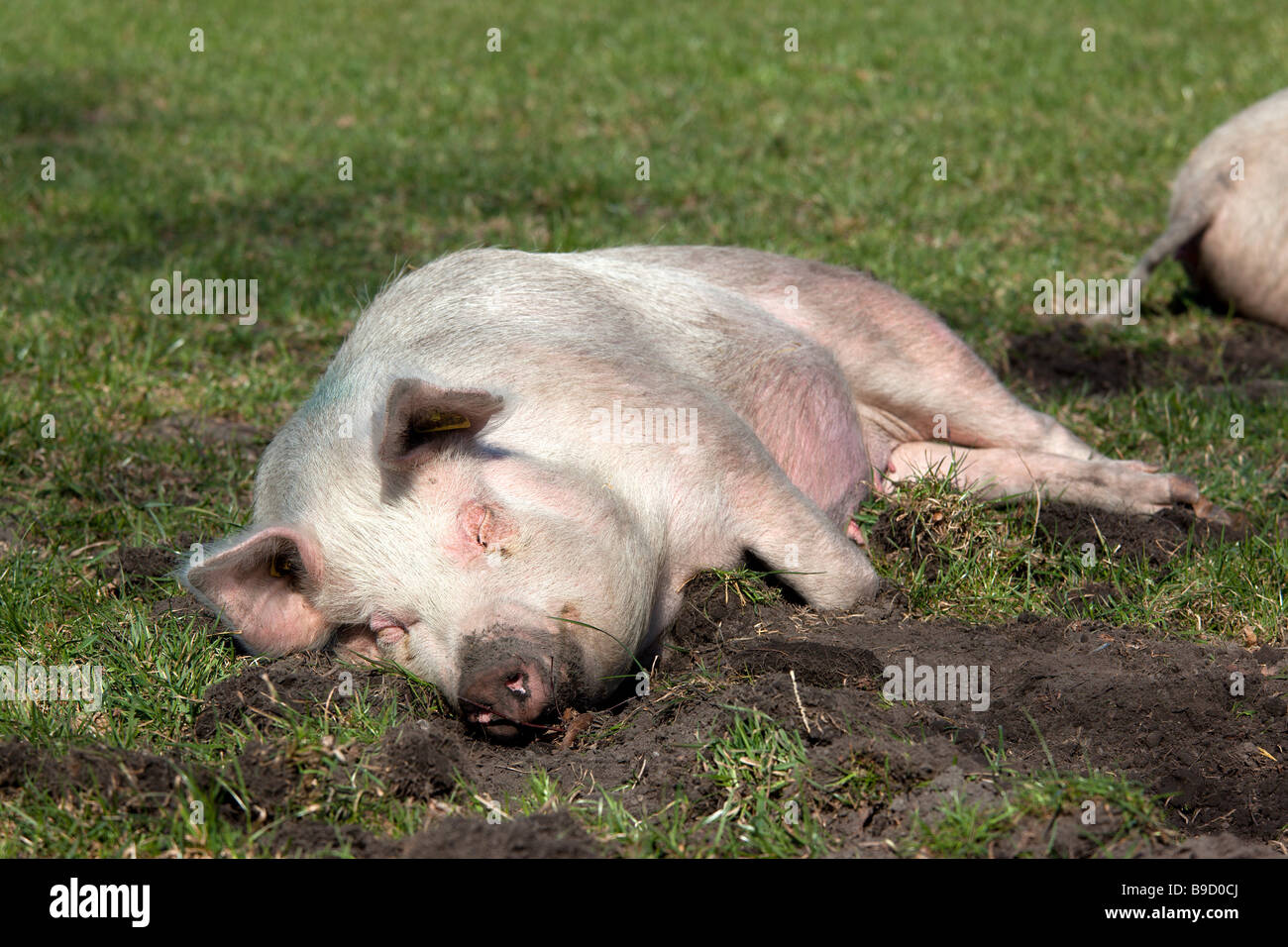 pig sleeping in the dirt in a sunny field Stock Photo - Alamy