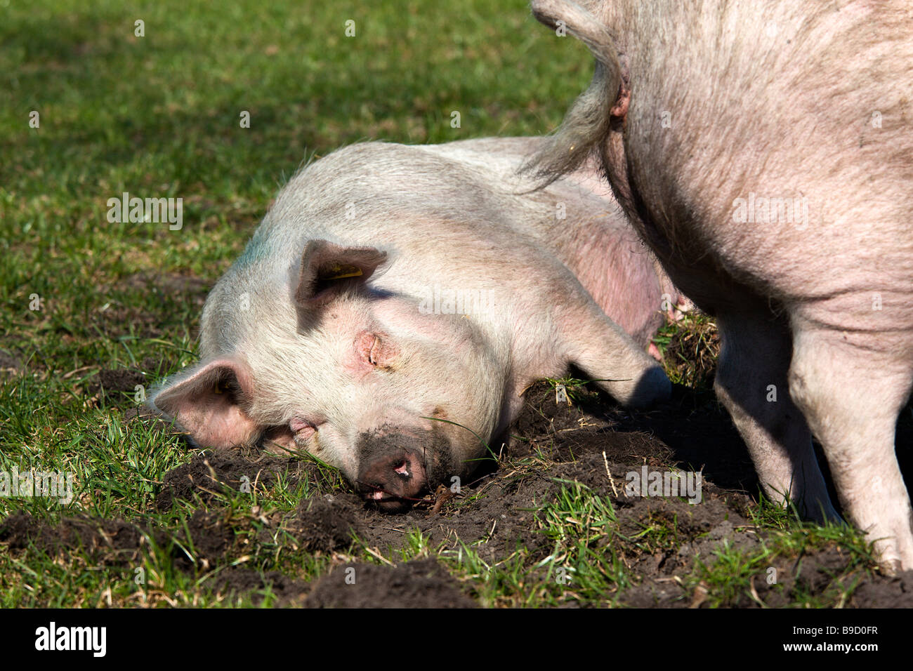Pig standing in a field with its rear end over a sleeping pig Stock ...