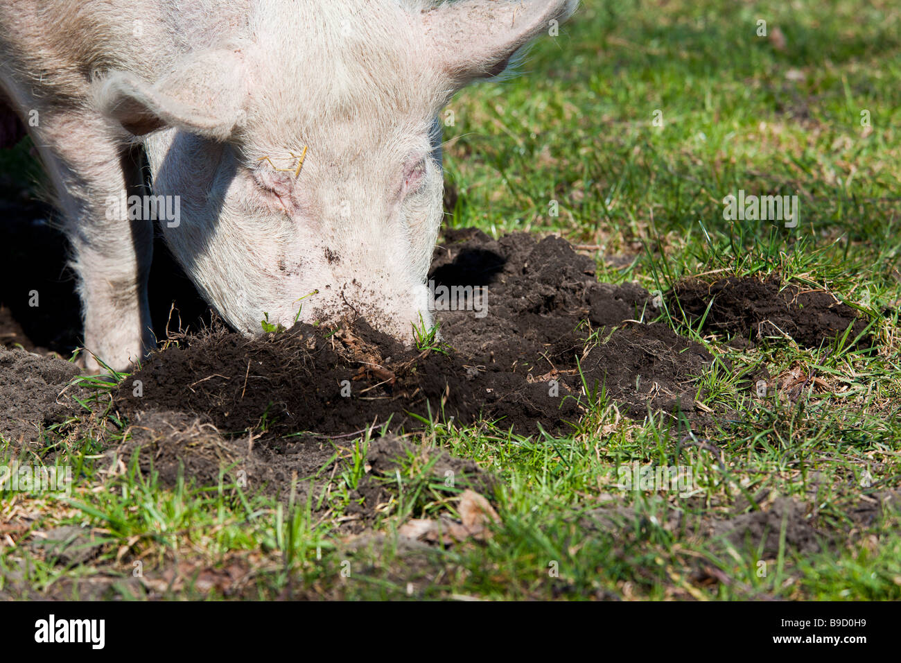 What Do Pigs Root For