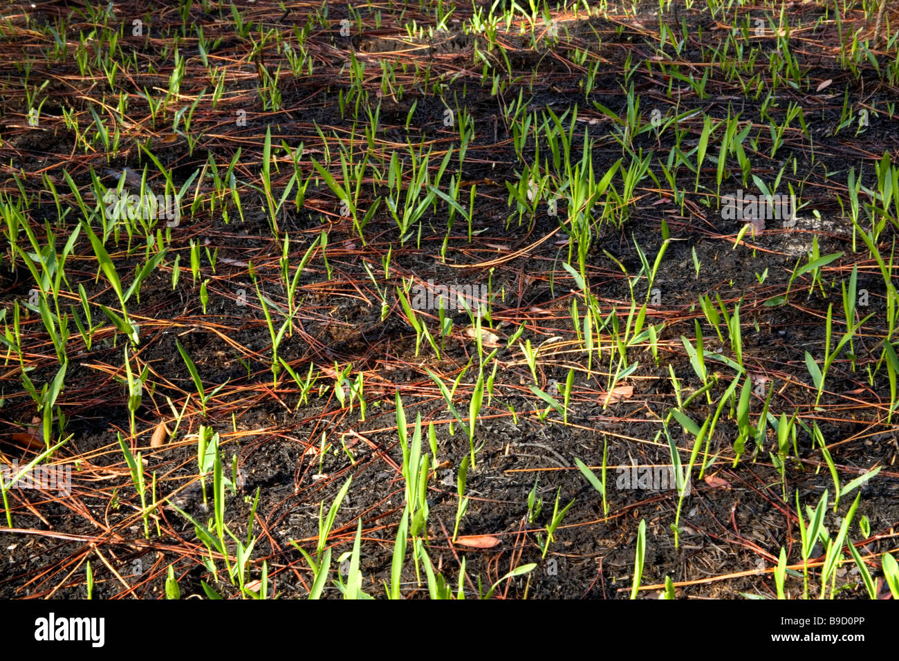 Forest after controlled burn in hi-res stock photography and images - Alamy