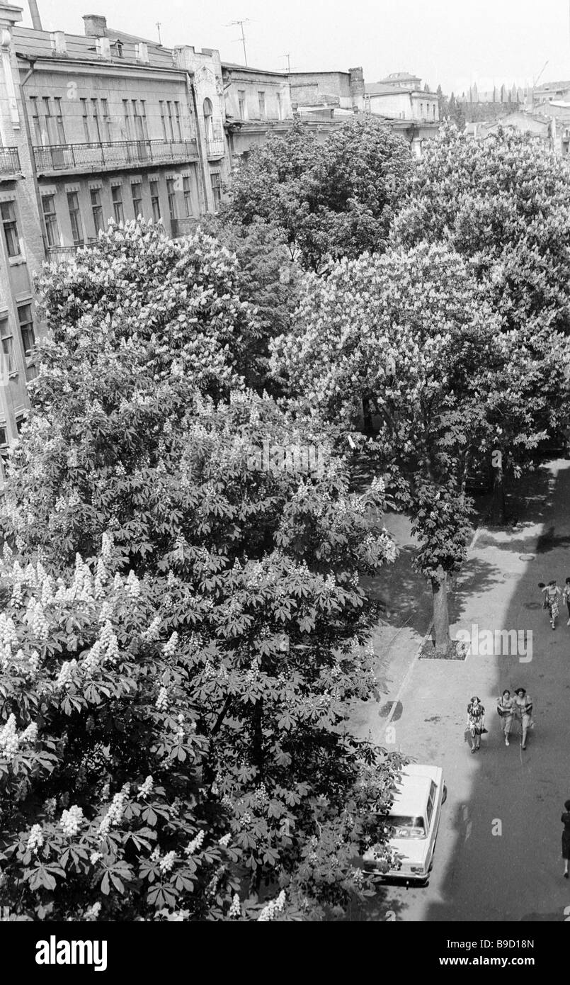 Pushkin Street Kiev Chestnut trees in blossom Stock Photo - Alamy