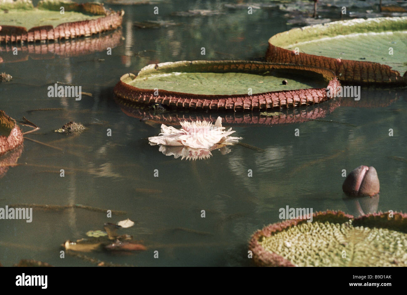 Victoria Regia water lily in bloom at the city Botanical Gardens in Rio ...