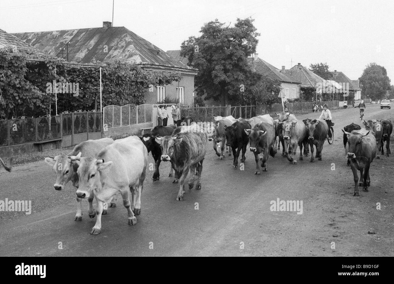 When The Cows Come Home High Resolution Stock Photography and Images ...