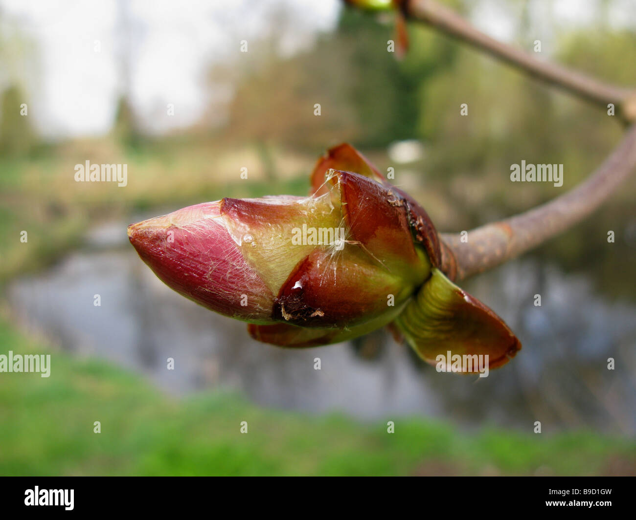 Sticky bud hi-res stock photography and images - Alamy