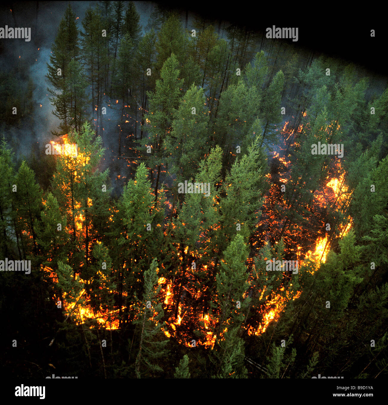 Fire site in the taiga Stock Photo - Alamy