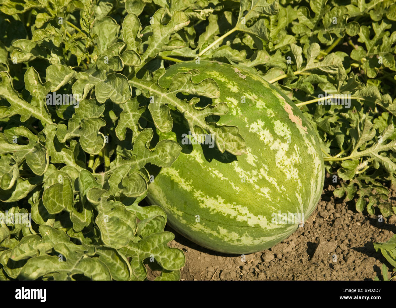 Mature Watermelon on vine, pre harvest Stock Photo - Alamy