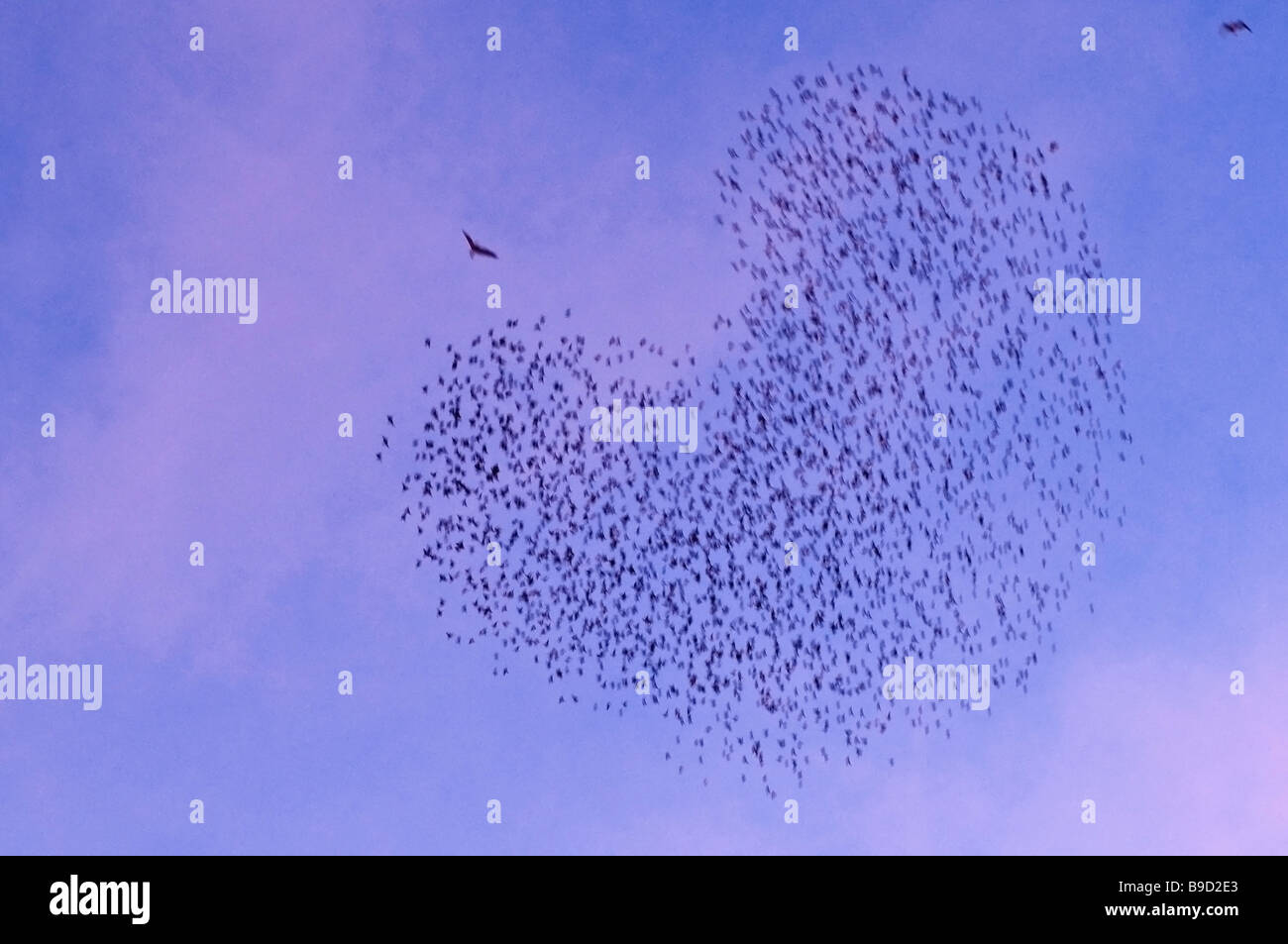 Starlings flying in formation hi-res stock photography and images - Alamy