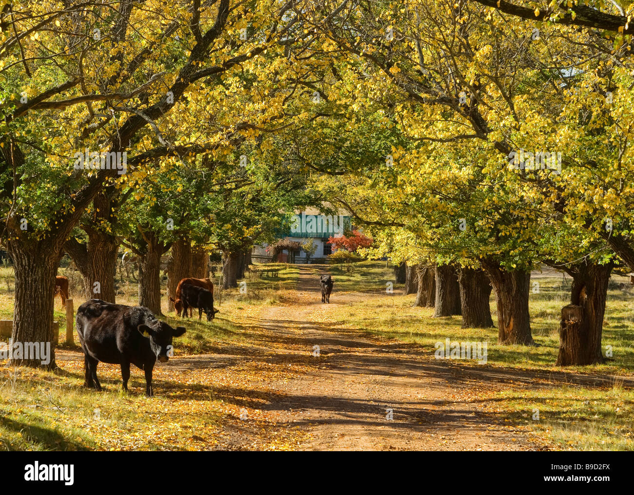 great image of cows on my tree lined driveway Stock Photo - Alamy