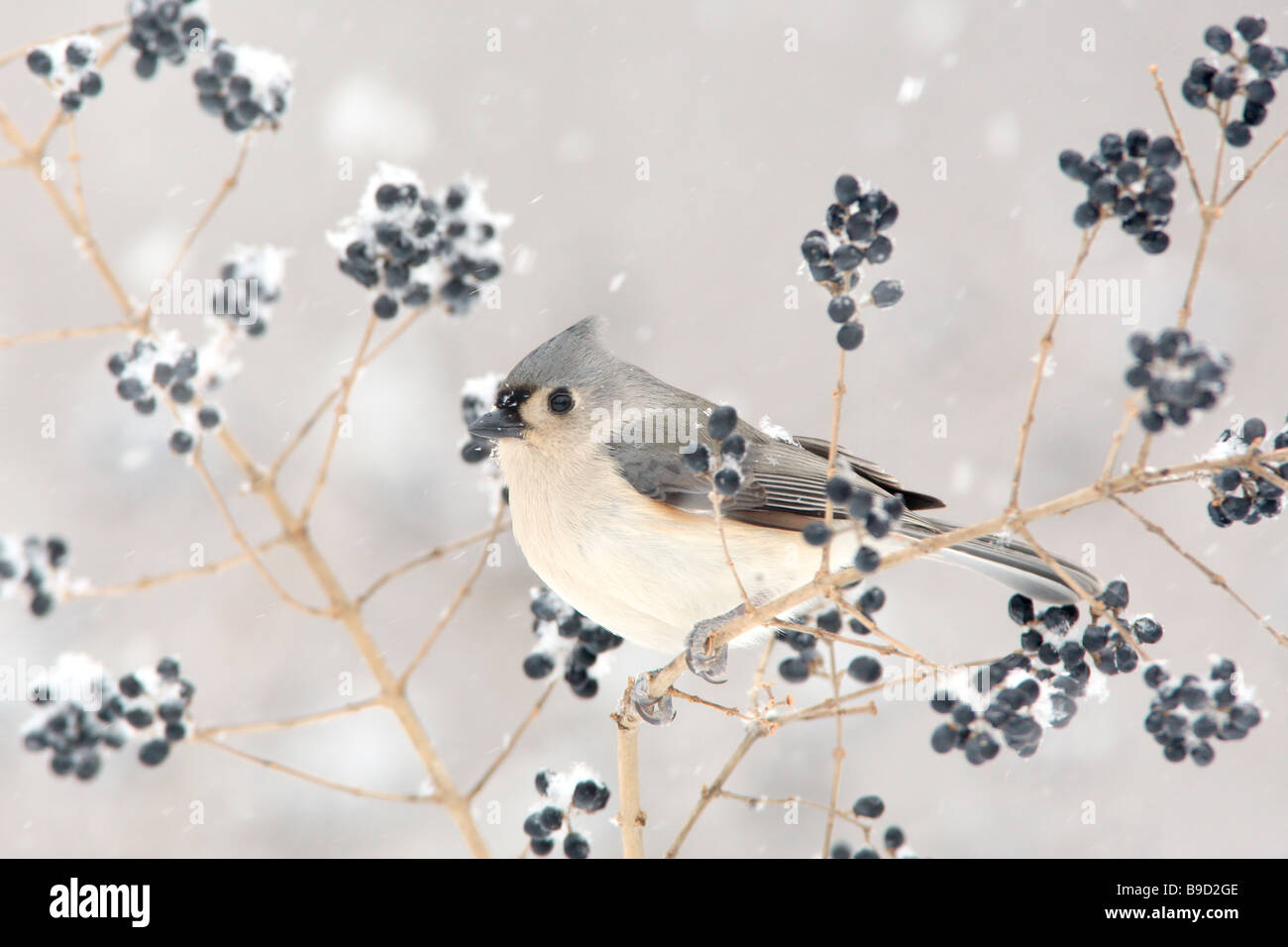 Titmouse Bird Songbird Birds High Resolution Stock Photography and ...