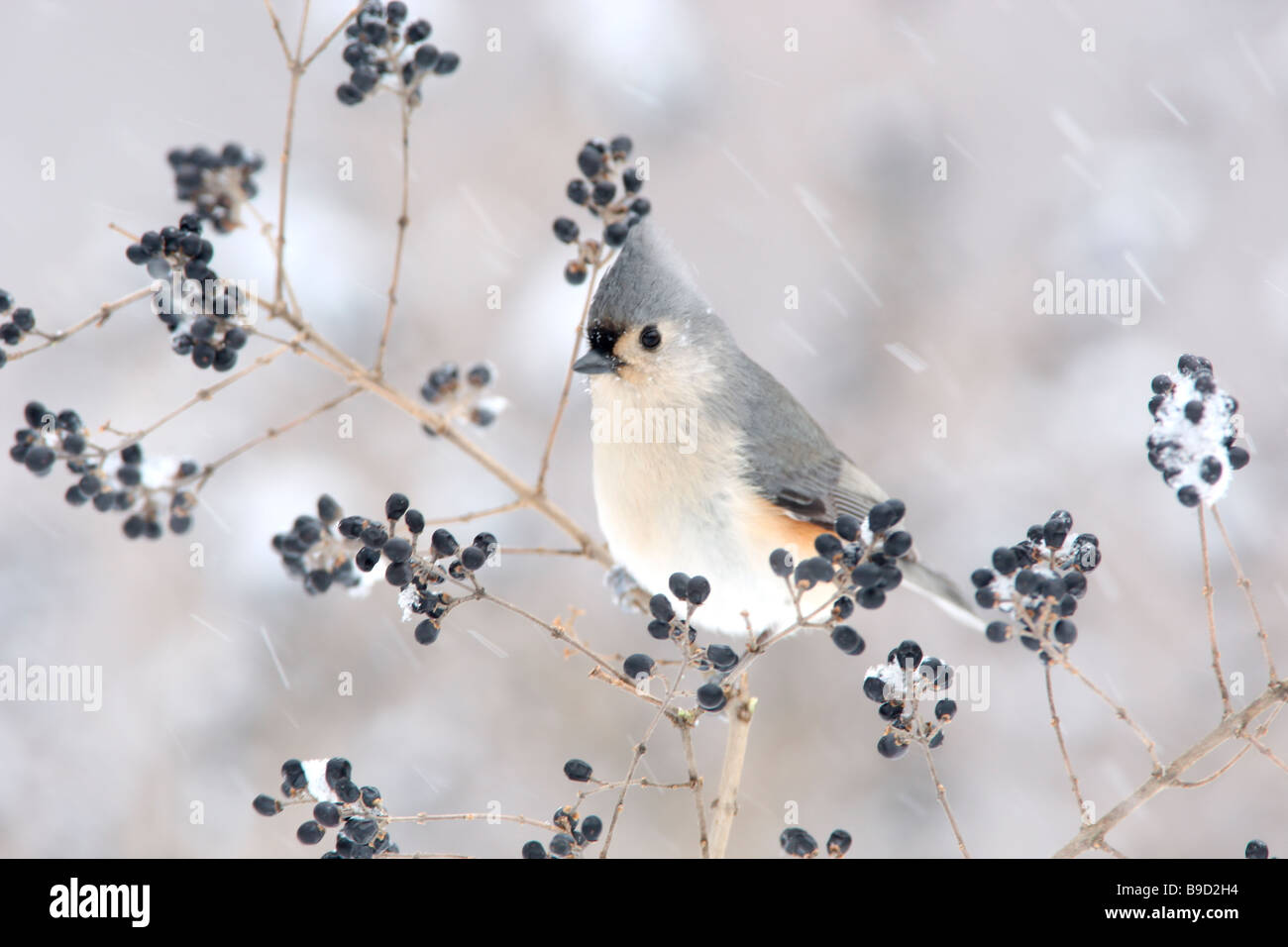 Titmouse Bird Songbird Birds High Resolution Stock Photography and ...