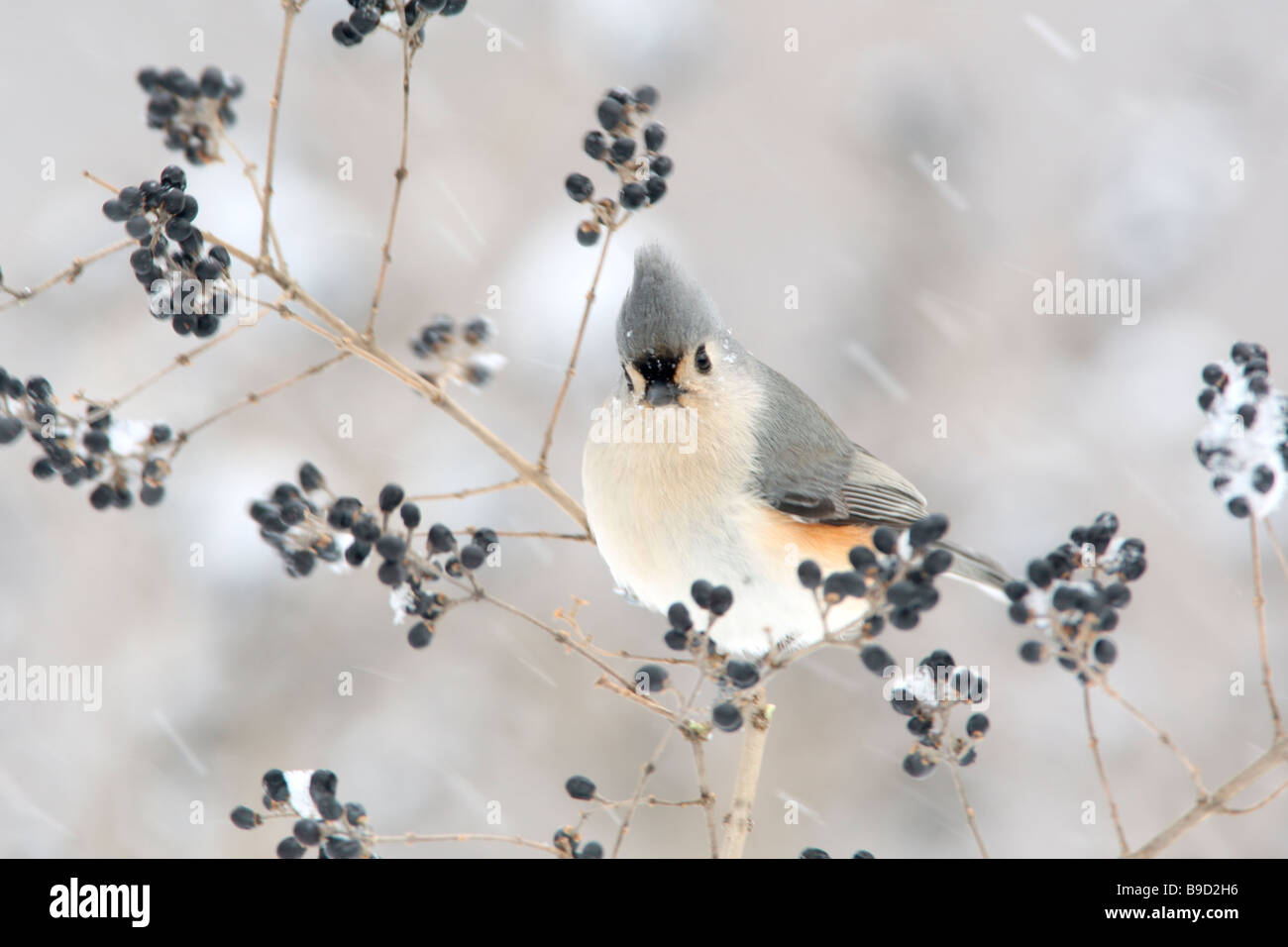 Tufted Titmouse in Privet and Winter Snow Stock Photo - Alamy