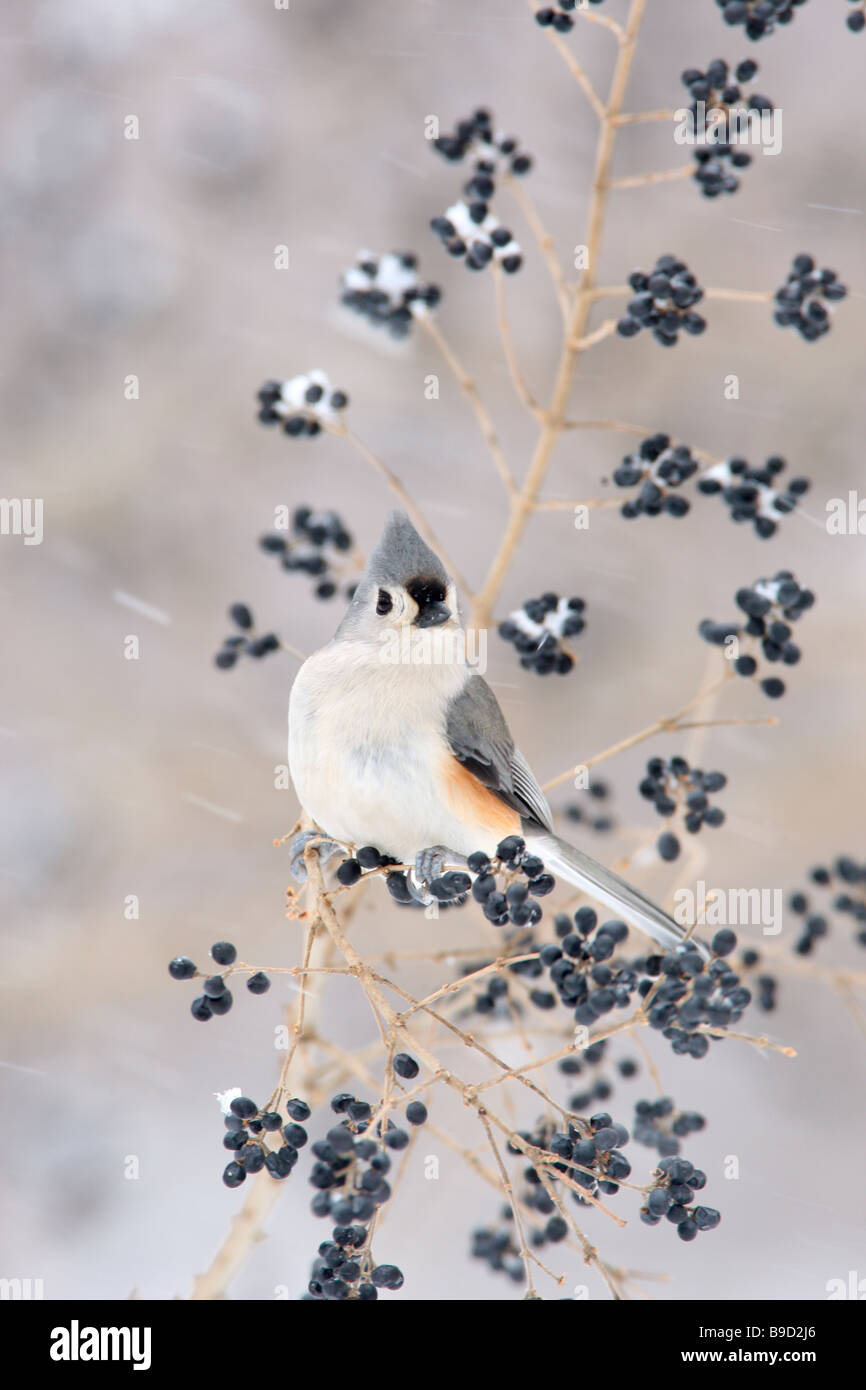 Tufted Titmouse in Privet and Winter Snow - Vertical Stock Photo - Alamy