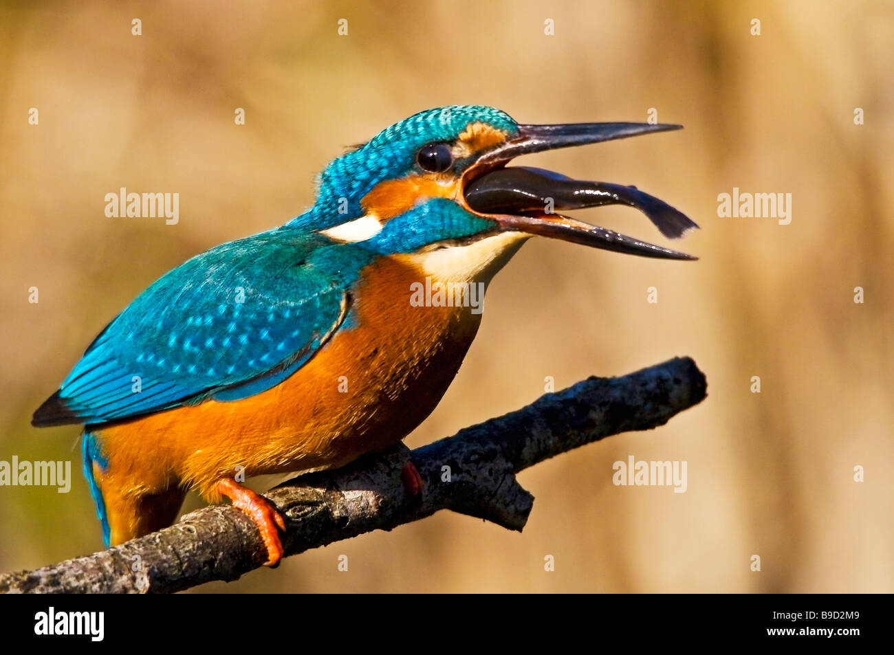 Kingfisher swallowing a fish Stock Photo - Alamy