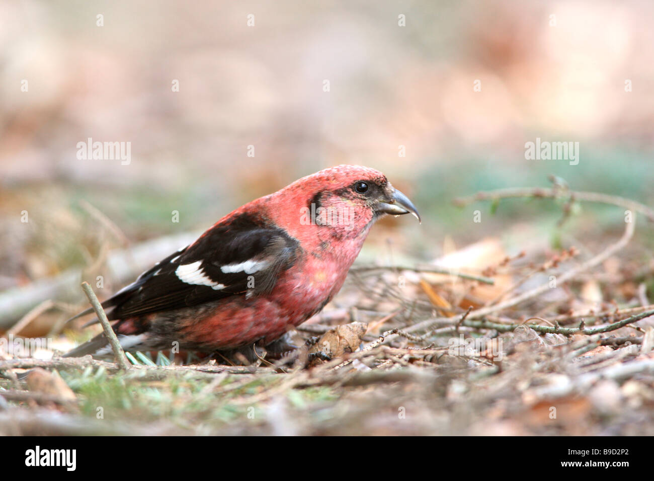 White winged Crossbill eating seeds from Hemlock cones which have ...