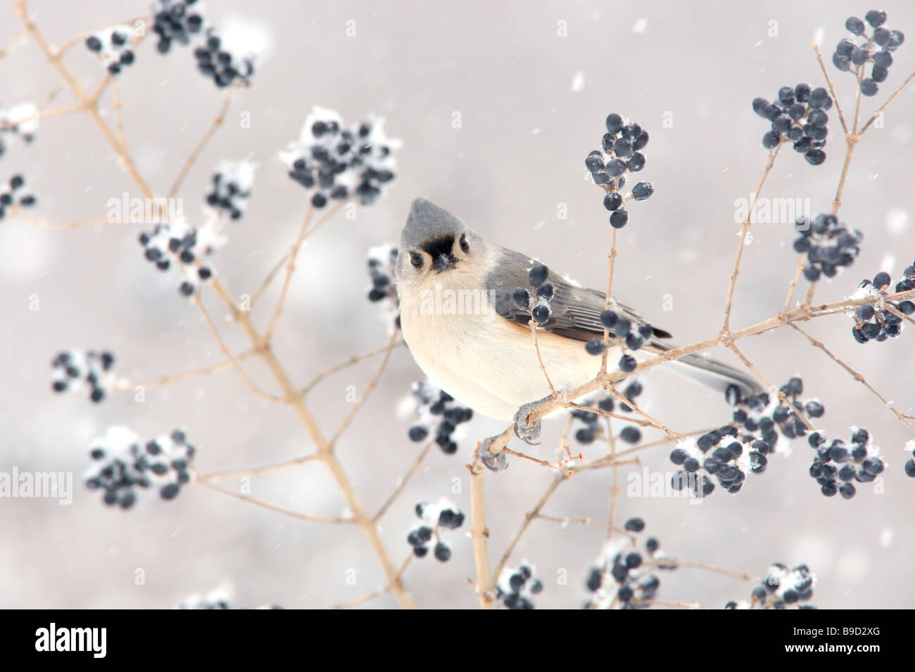 Titmouse and snow hi-res stock photography and images - Alamy