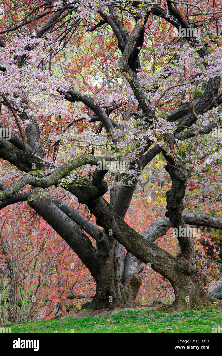 Rock cherry tree hi-res stock photography and images - Alamy