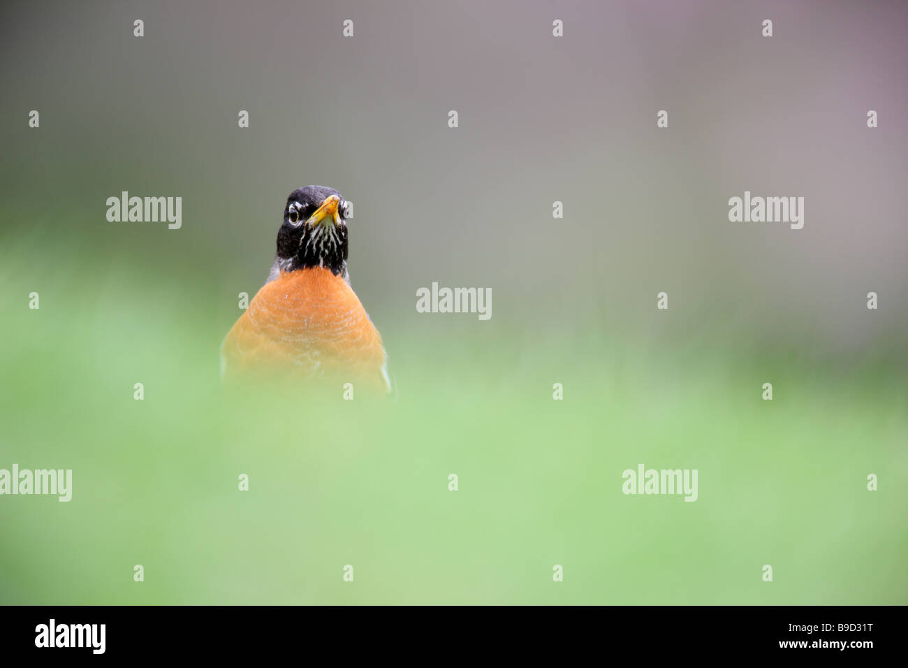 American Robin Turdus migratorius migratorius male feeding in grass ...
