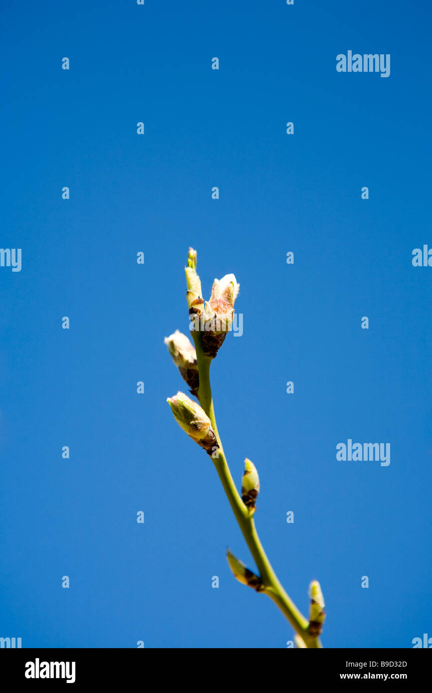 Almond flower bud Stock Photo - Alamy